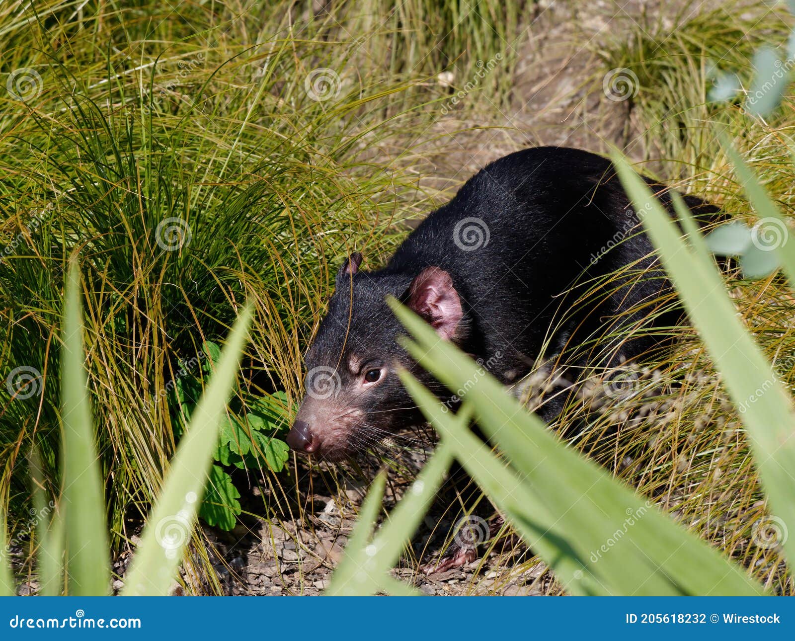 Closeup Shot of a Tasmanian Devil in the Forest Stock Photo - Image of ...