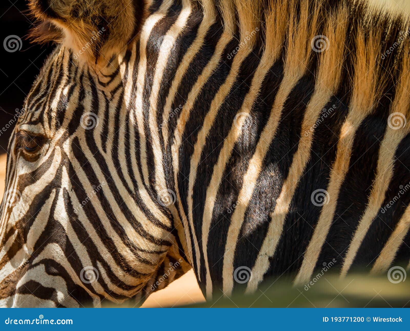 Closeup Shot of the Textural Details on the Fur of a Zebra Stock Photo ...