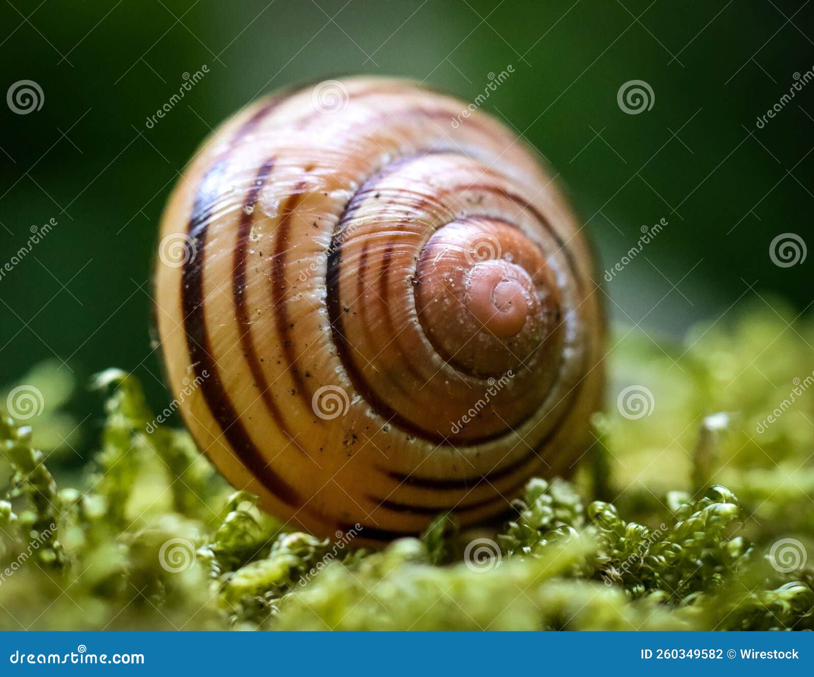 Closeup Shot of a Texture of a Snail Shell Stock Photo - Image of ...