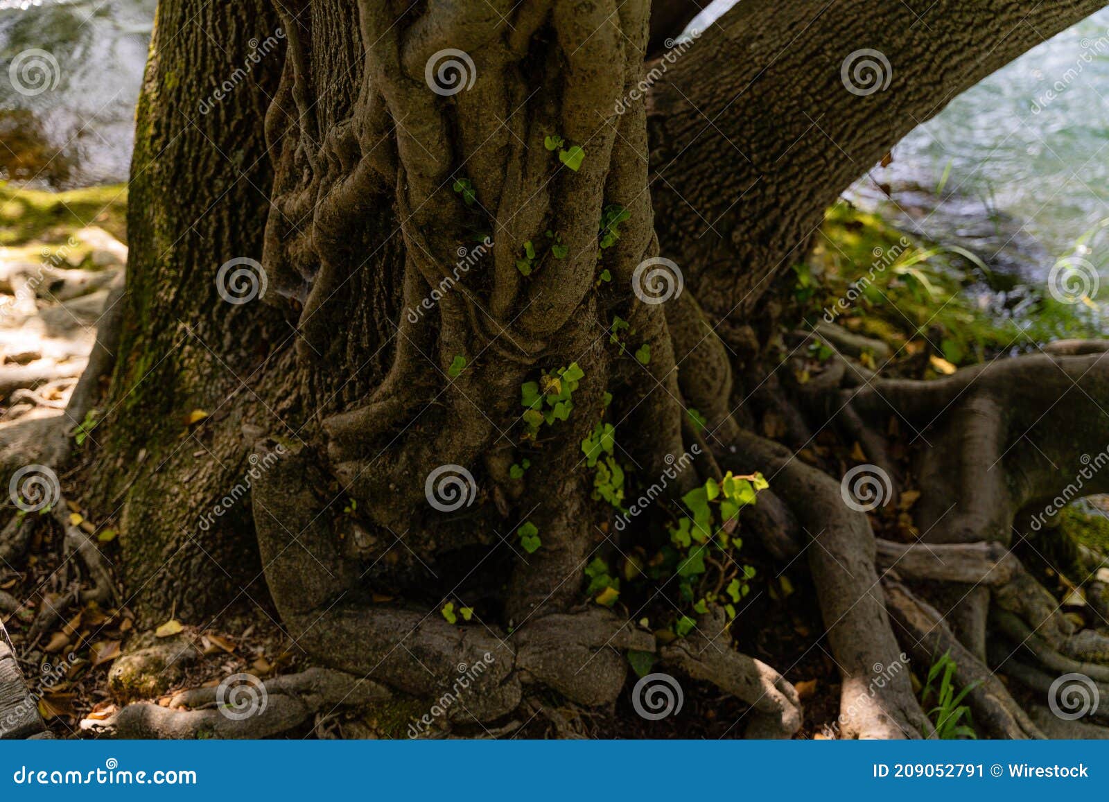 Closeup Shot of Thick Structured Tree Roots Stock Image - Image of ...