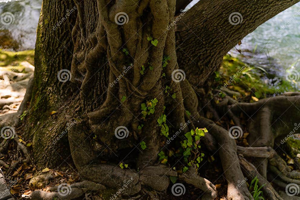 Closeup Shot of Thick Structured Tree Roots Stock Image - Image of ...
