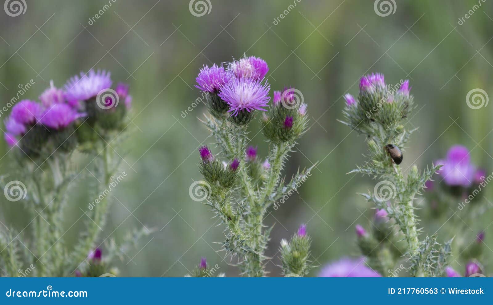 Closeup Shot of Thistles Growing in a Field Stock Image - Image of ...