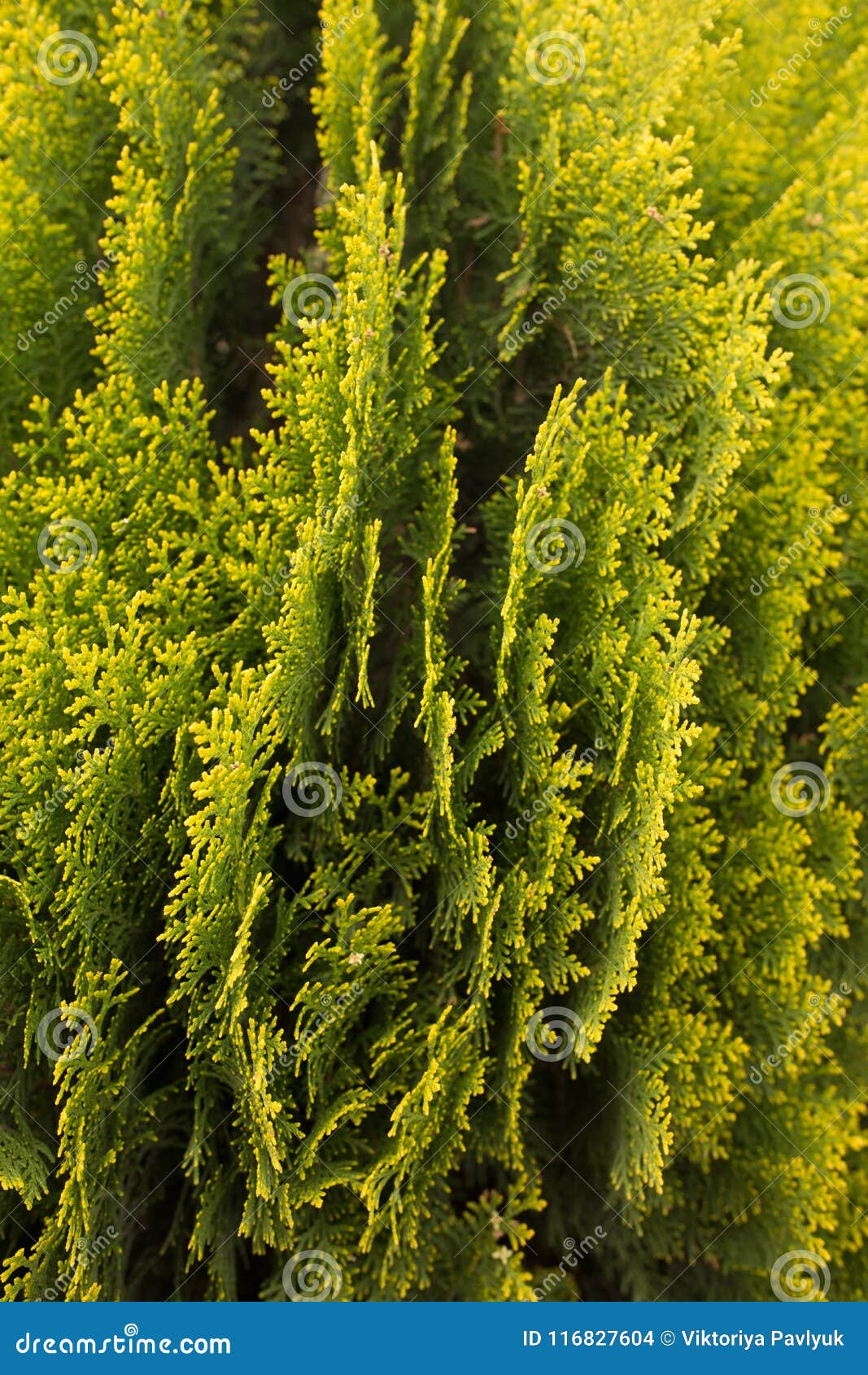 Closeup Shot of Thuja Tree Foliage Stock Photo - Image of leaf, garden ...