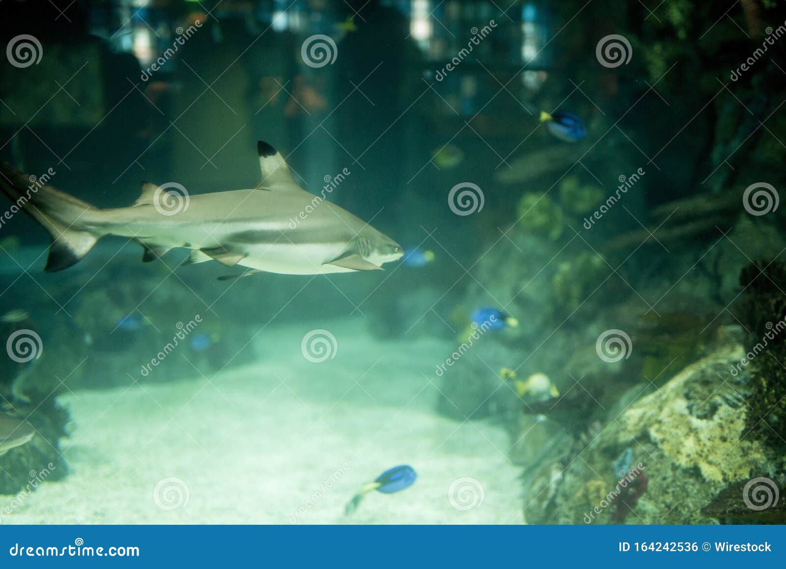 Closeup Shot of Tiger Fish Underwater with a Blurred Background Stock ...