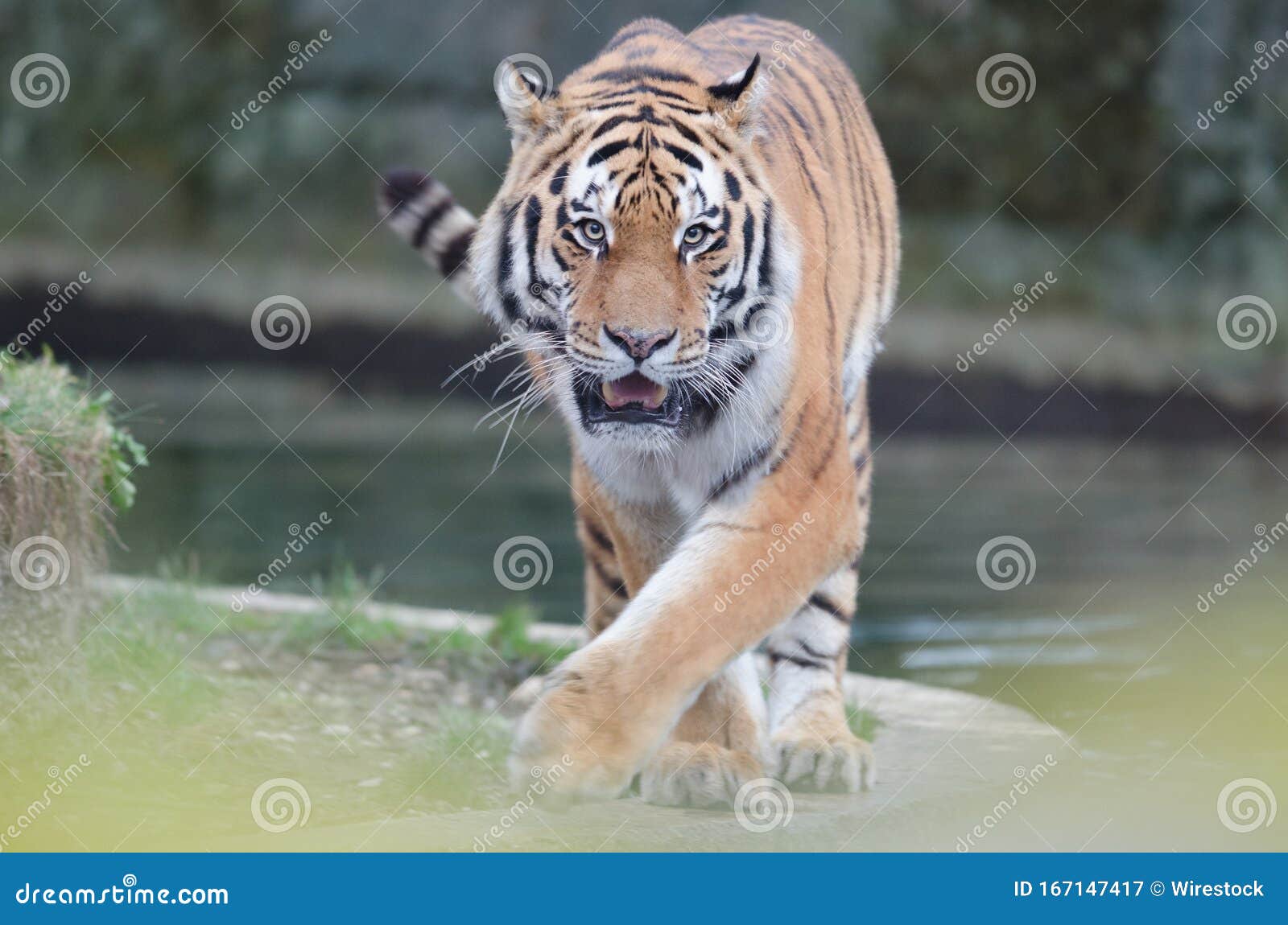 Closeup Shot of a Tiger Staring at the Camera Stock Image - Image of ...