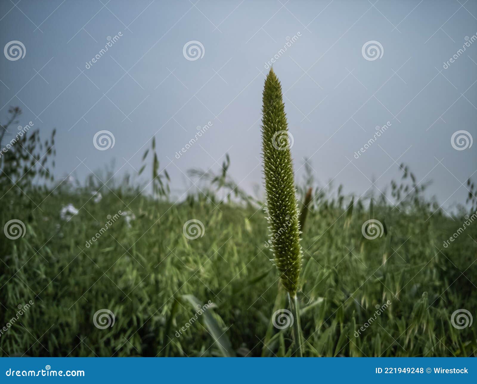 Closeup Shot of Timothy Grass in the Field Stock Photo - Image of ...