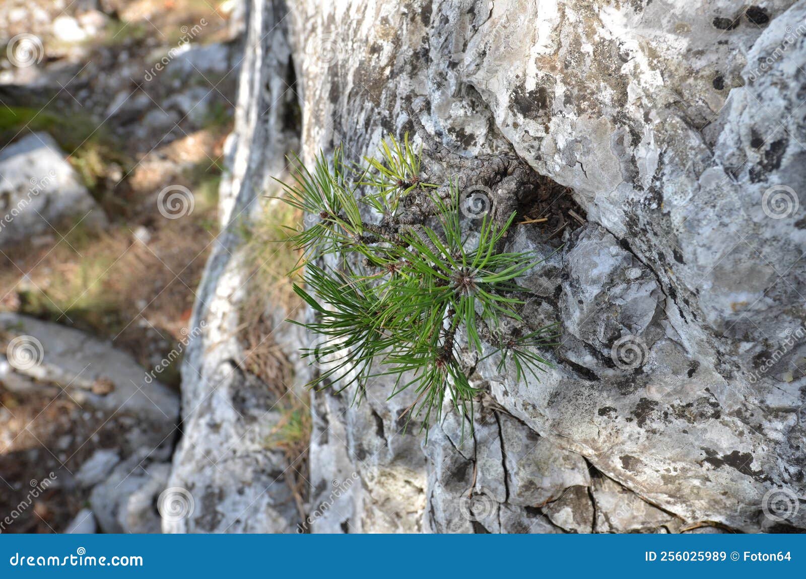 Tiny Pine Tree Growing on the Mountain Rock. Bonsai Inspiration. Stock ...