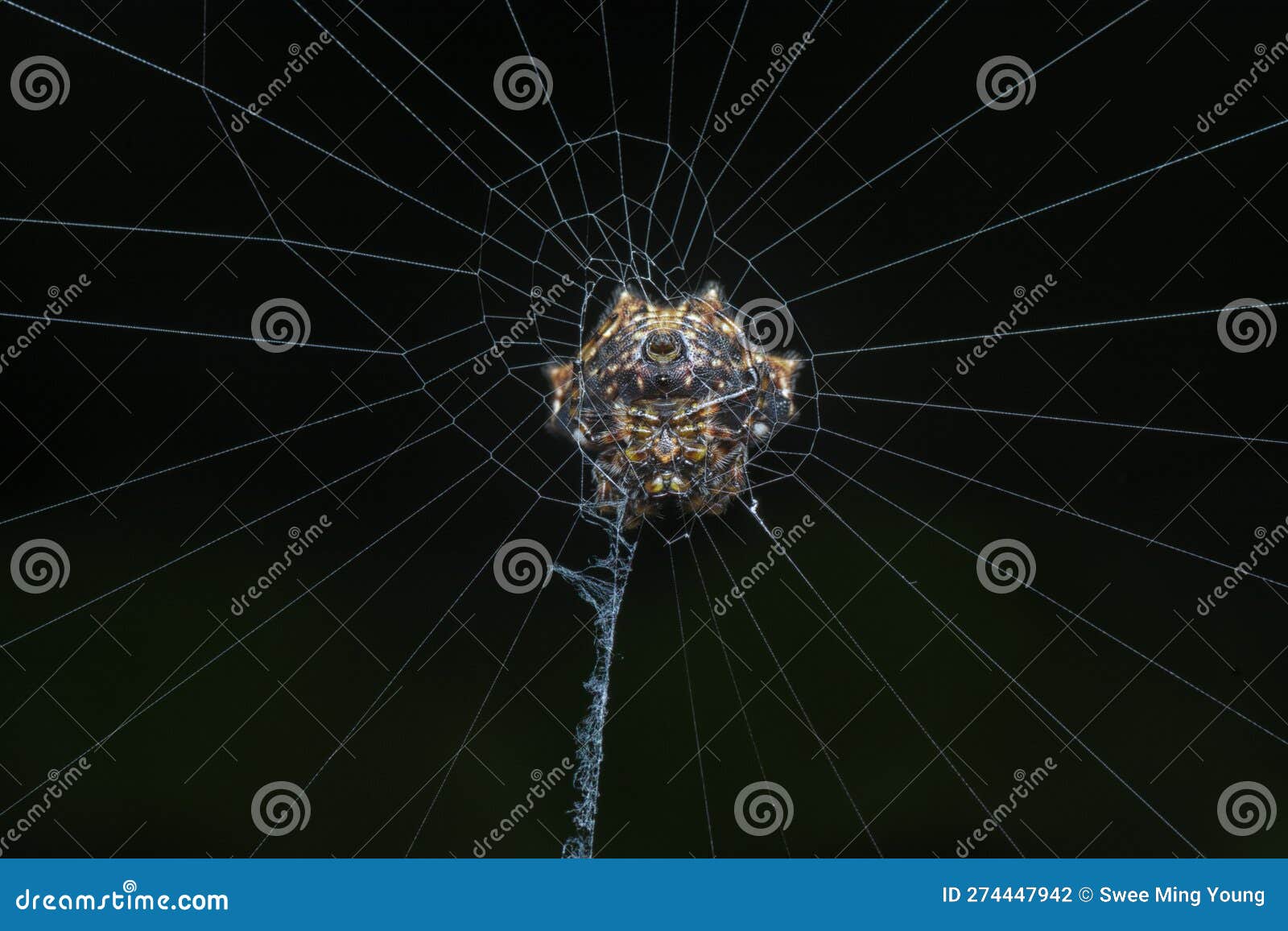 Closeup Shot of Tiny Spiny Orb-weaver Spider. Stock Photo - Image of ...
