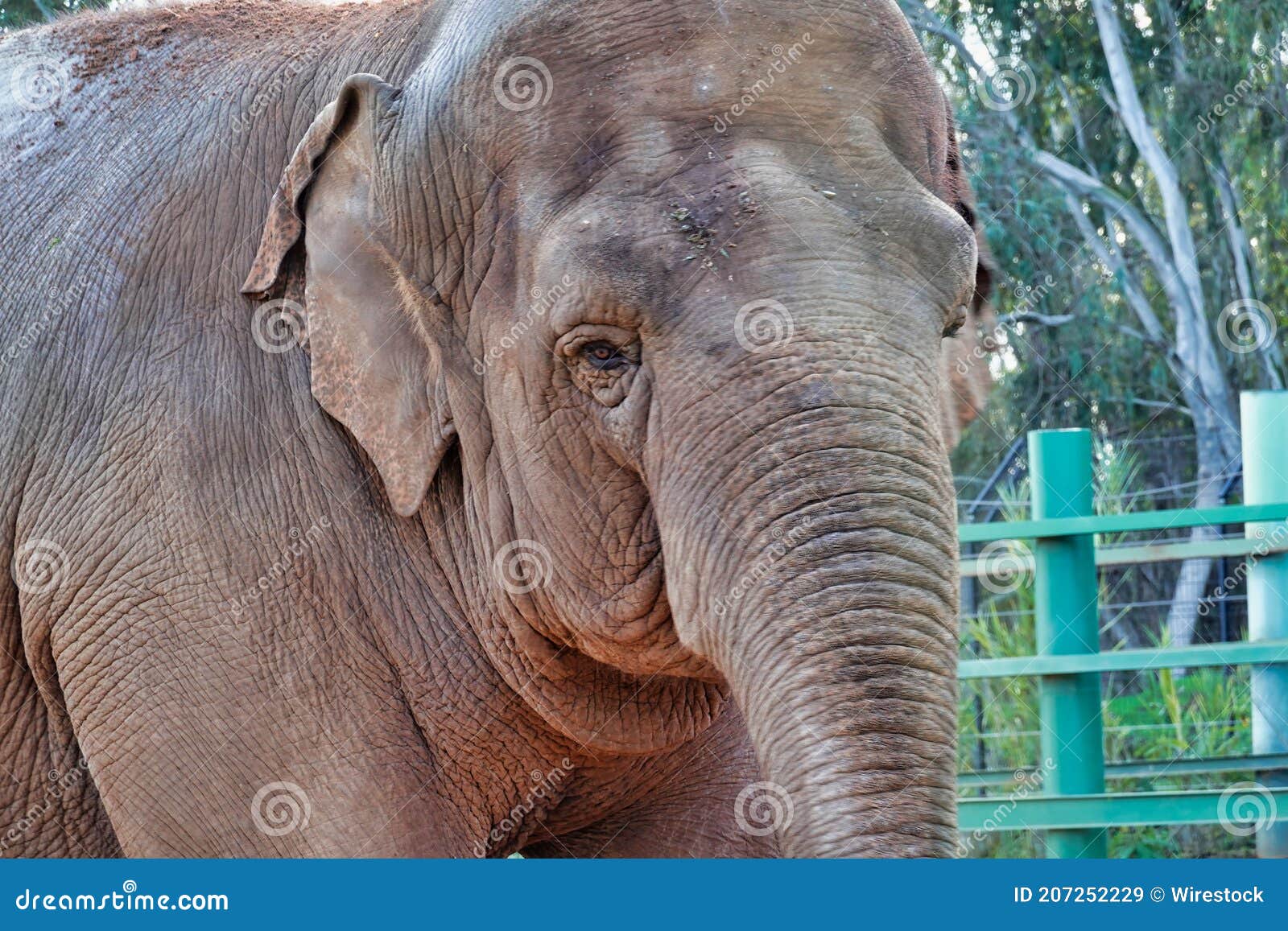 Closeup Shot of a Tired Elephant Face Stock Image - Image of closeup ...