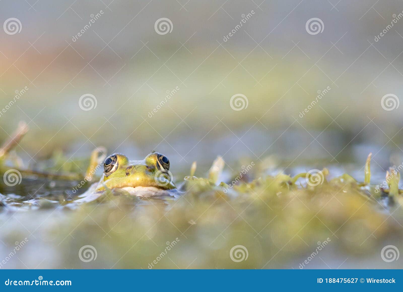 Closeup Shot of a Toad Sticking Its Head Out of the Water Stock Image ...