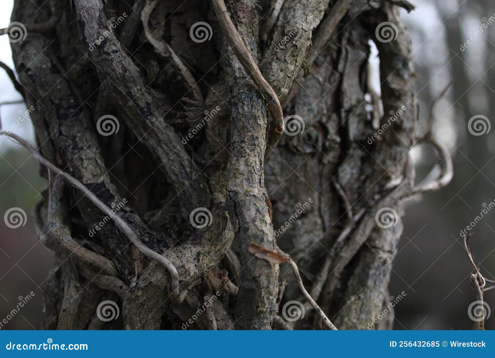 Closeup Shot of a Tree Bark with Tangled Branches Stock Image - Image ...