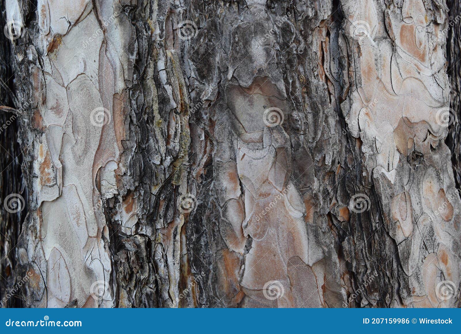 Closeup Shot of Tree Bark Texture in a Daytime - Bumpy Surface Stock ...