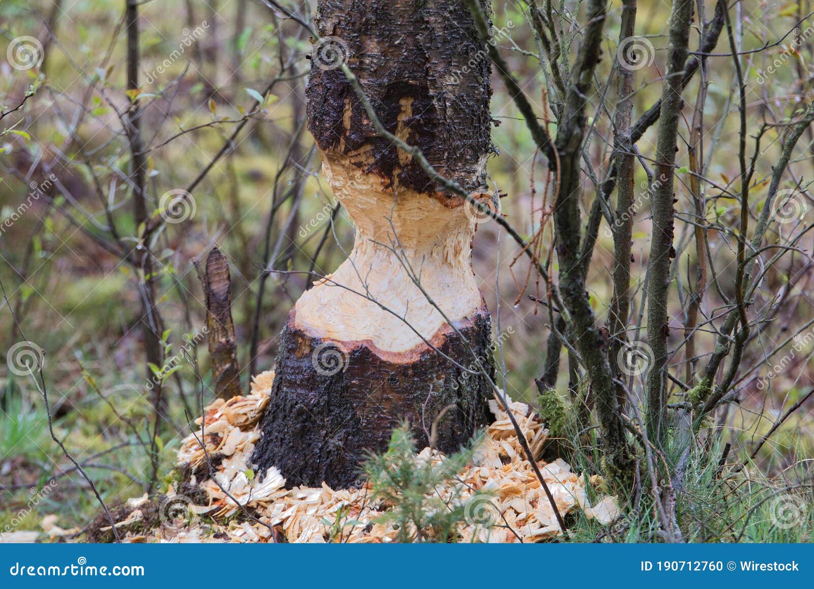 Closeup Shot of a Tree Bitten by Beaver in Denmark Stock Photo - Image ...
