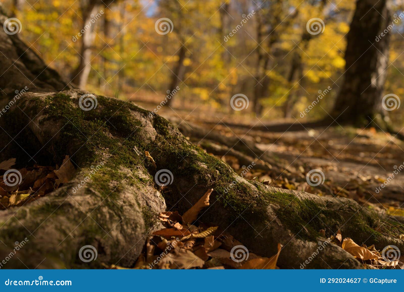 Closeup Shot of Tree with Exposed Roots in a Forest in October Stock ...