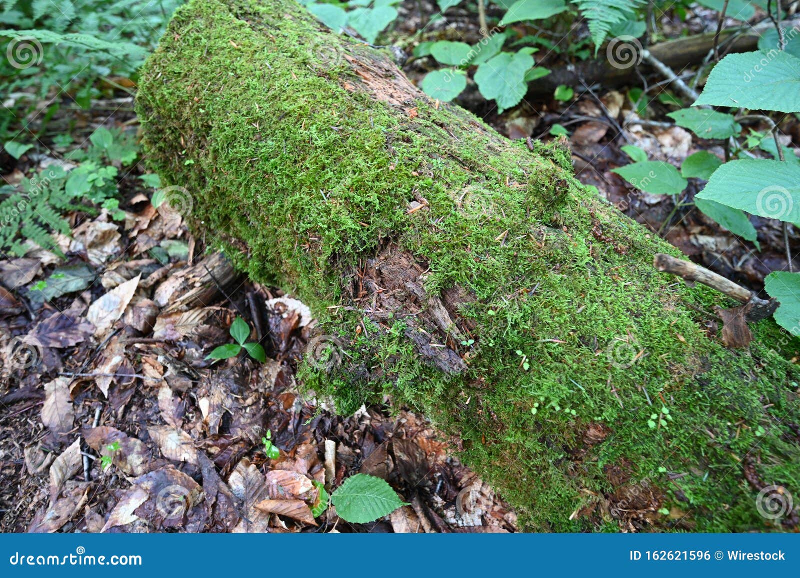 Closeup Shot of a Tree Log Covered with Moss on Dry Leaves in the ...