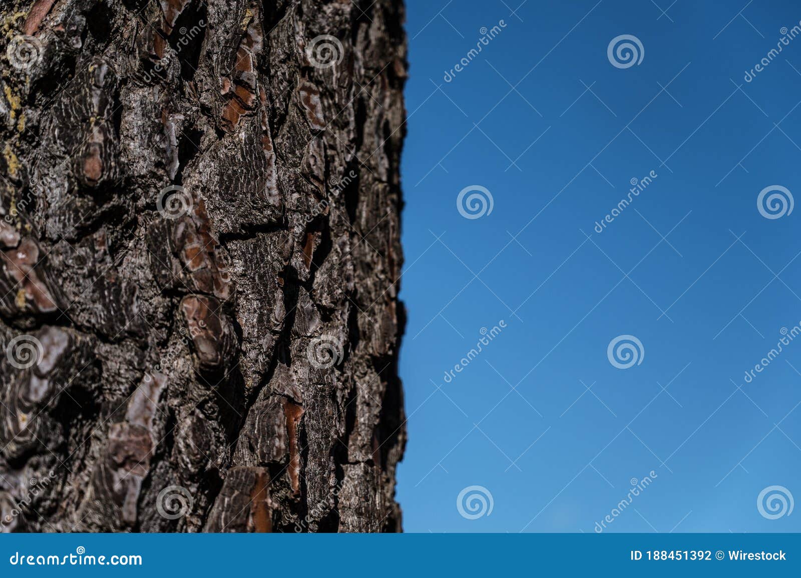 Tree Peel Rustic Texture Royalty-Free Stock Photography | CartoonDealer ...