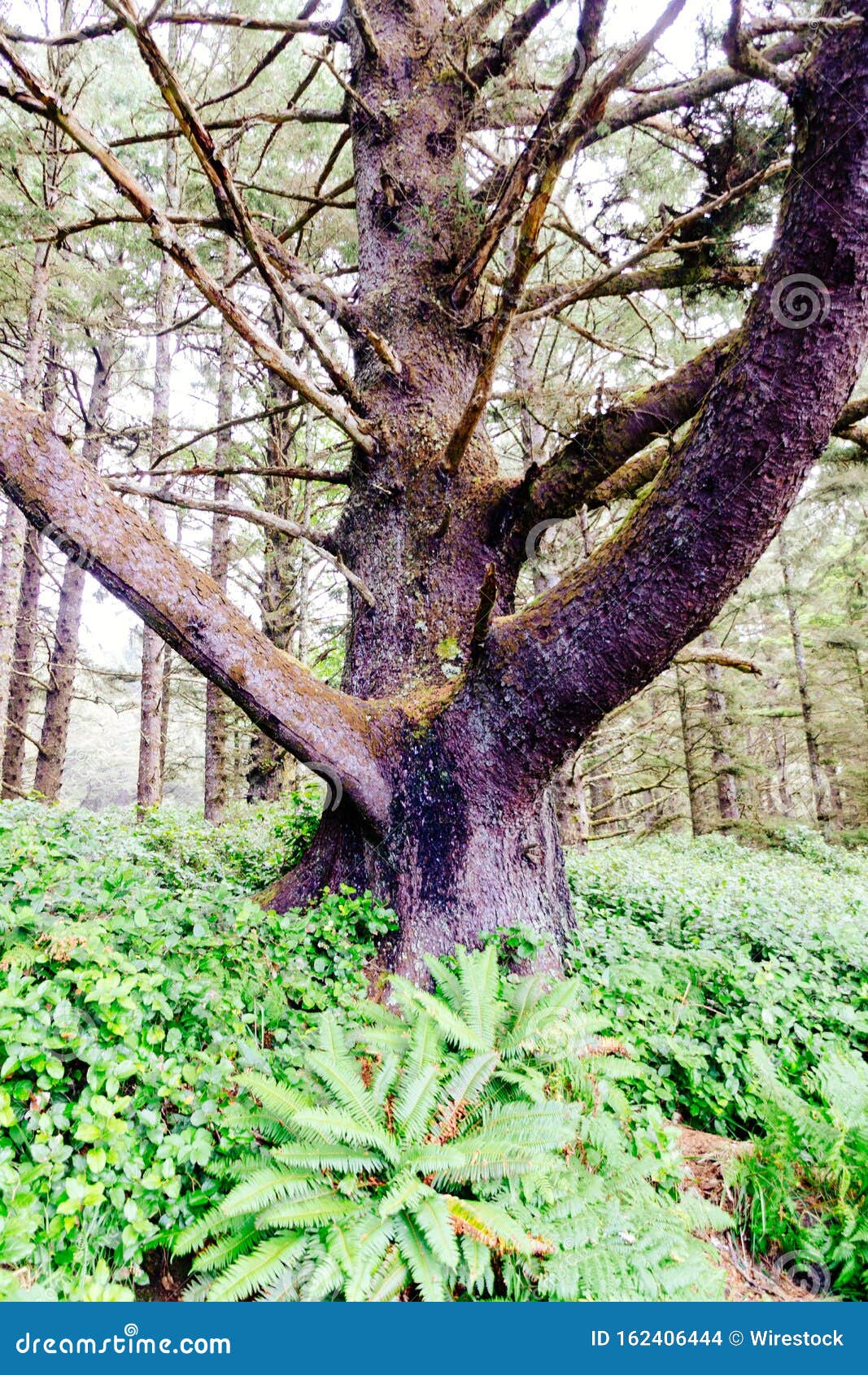 Closeup Shot of a Tree Root Surrounded by Green Plants in the Middle of ...