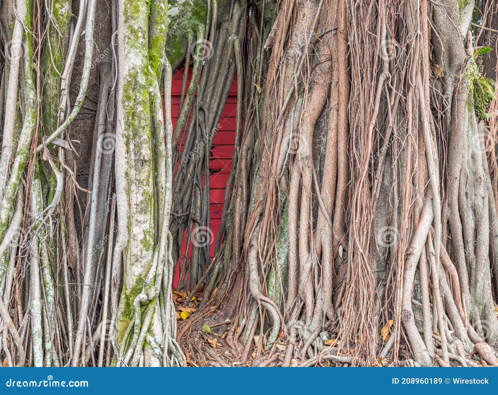 Closeup Shot of Tree Roots of Different Shapes Stock Image - Image of ...
