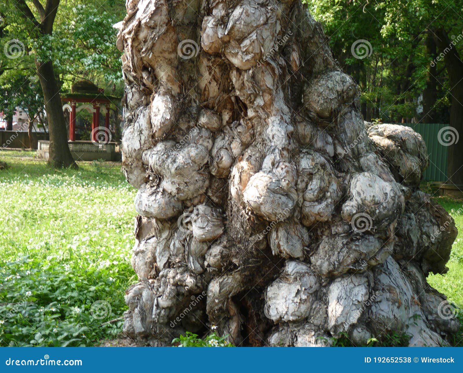 Closeup Shot of a Tree with a Thick Deformed Trunk Stock Photo - Image ...