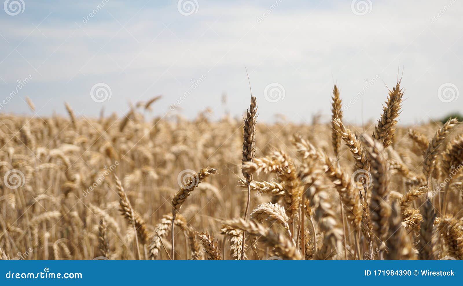 Closeup Shot of a Triticale Field during Daytime Stock Photo - Image of ...