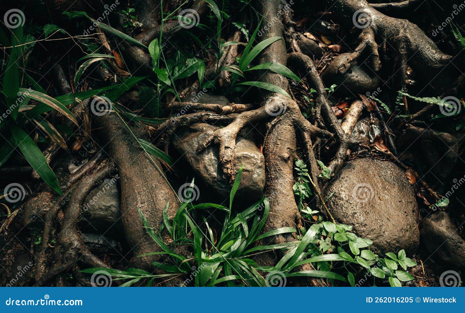 Closeup Shot of Tropical Plant Roots Stock Image - Image of detail ...