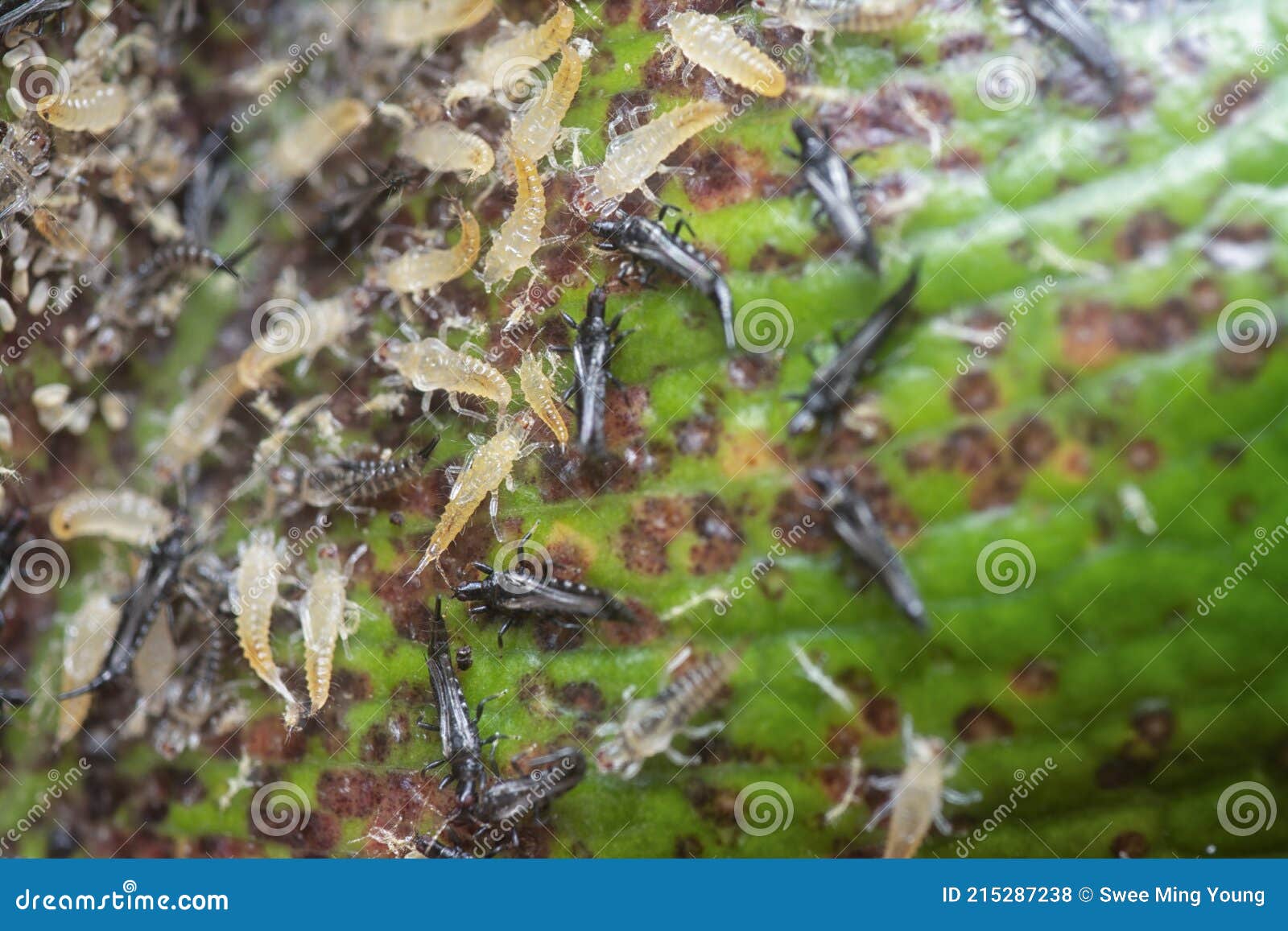 Closeup Shot of the Tube-tailed Thrips Insect. Stock Photo - Image of ...