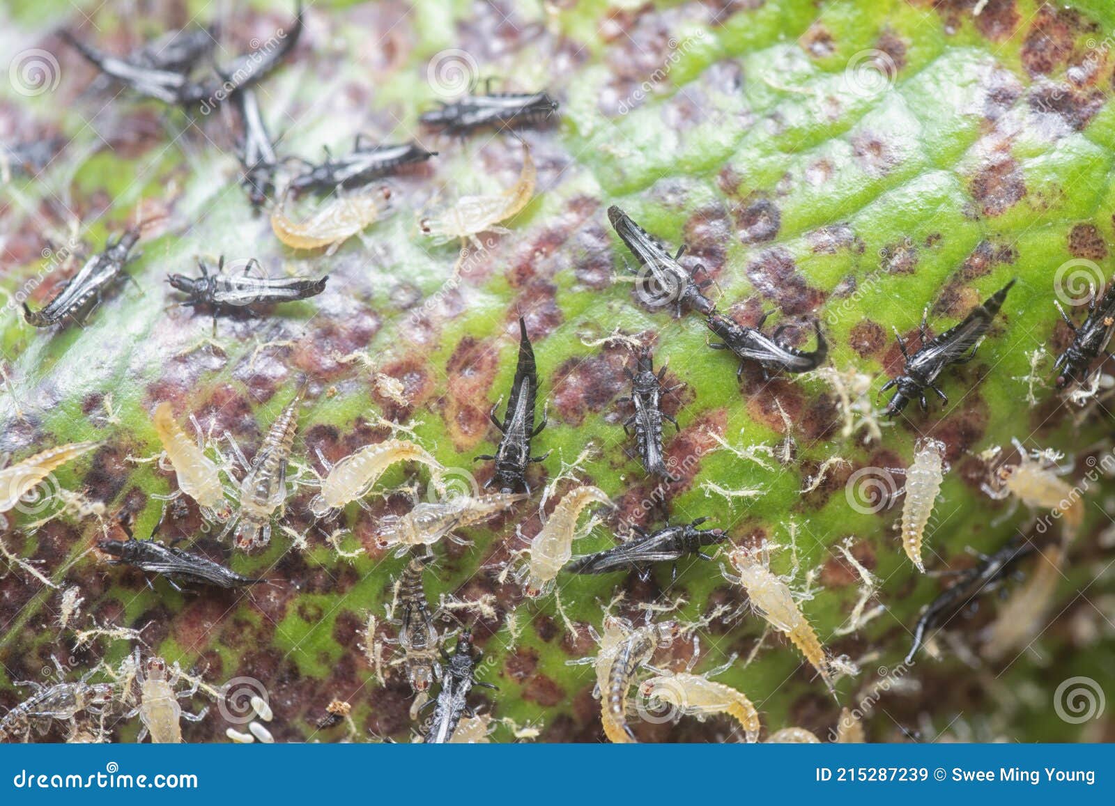 Closeup Shot of the Tube-tailed Thrips Insect. Stock Image - Image of ...