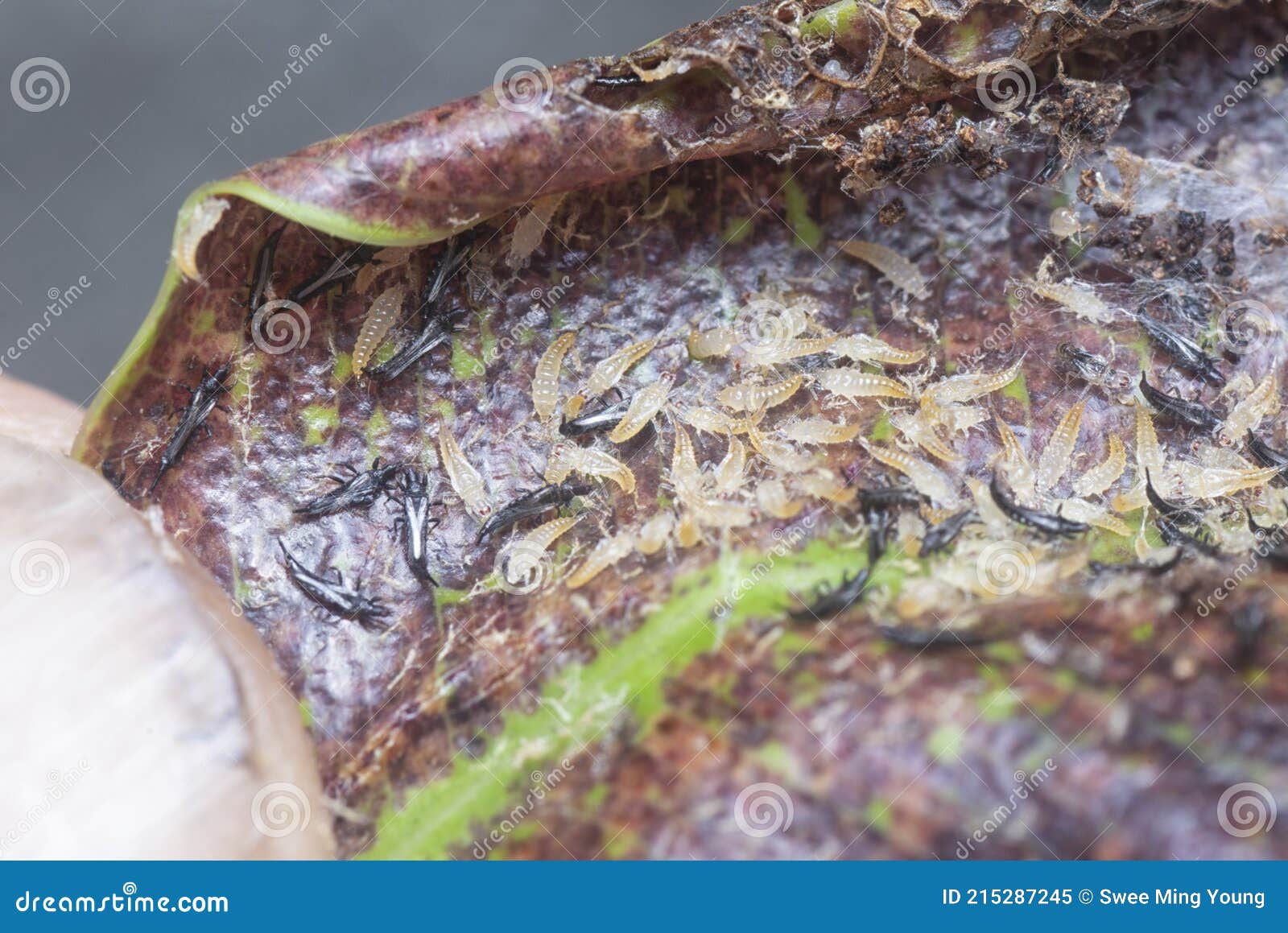 Closeup Shot of the Tube-tailed Thrips Insect. Stock Image - Image of ...