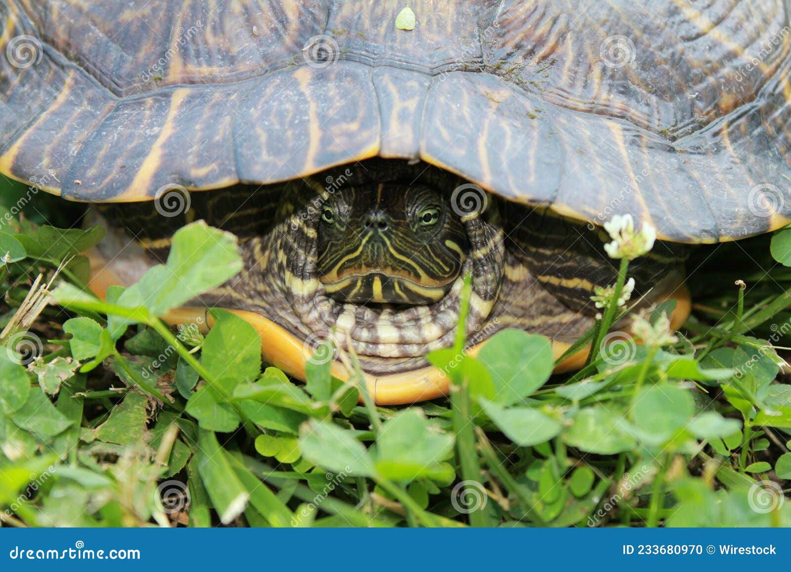 Closeup Shot of a Turtle on the Ground Stock Photo - Image of wildlife ...