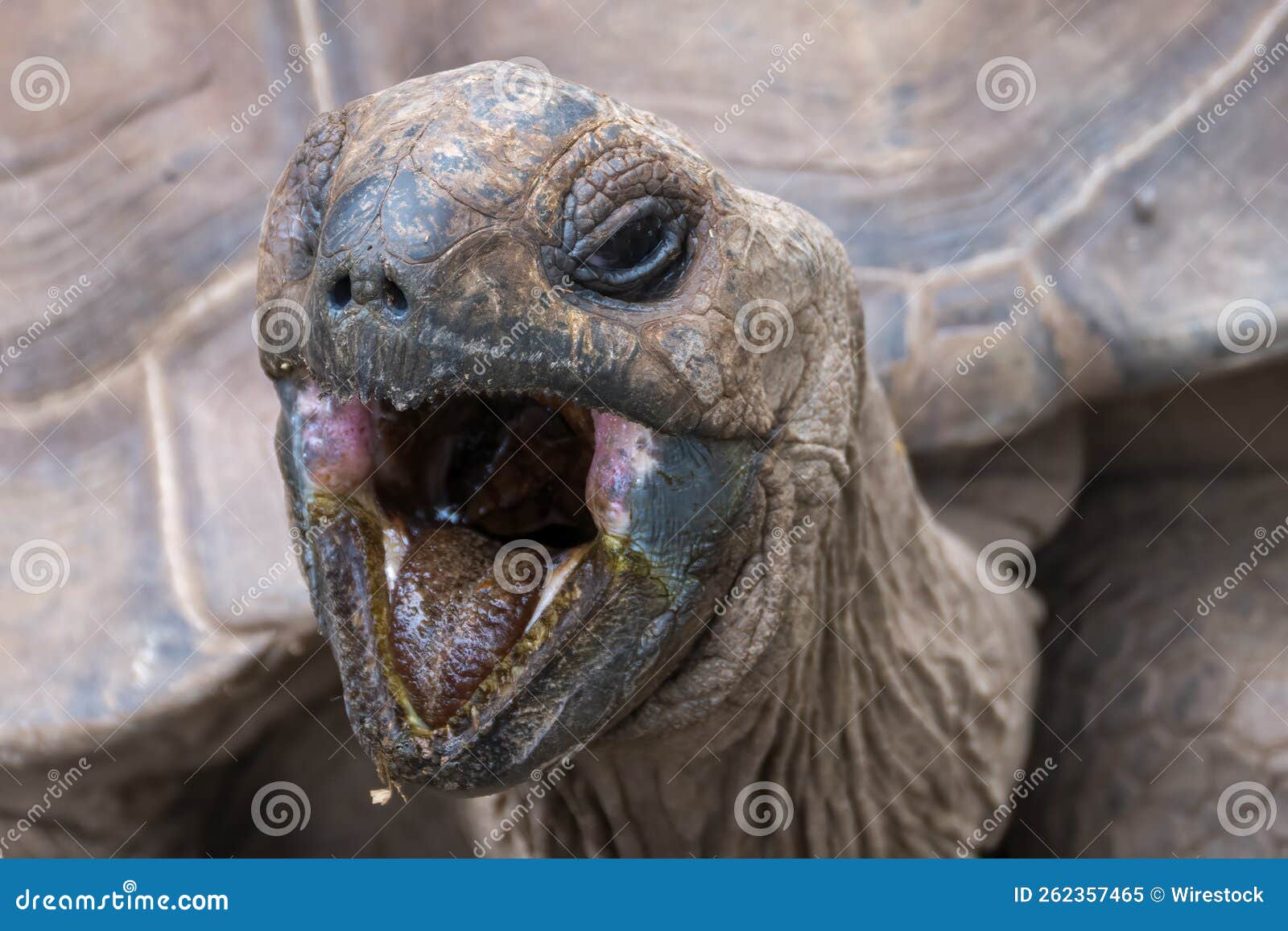 Closeup Shot of a Turtle with an Open Mouth Stock Image - Image of ...