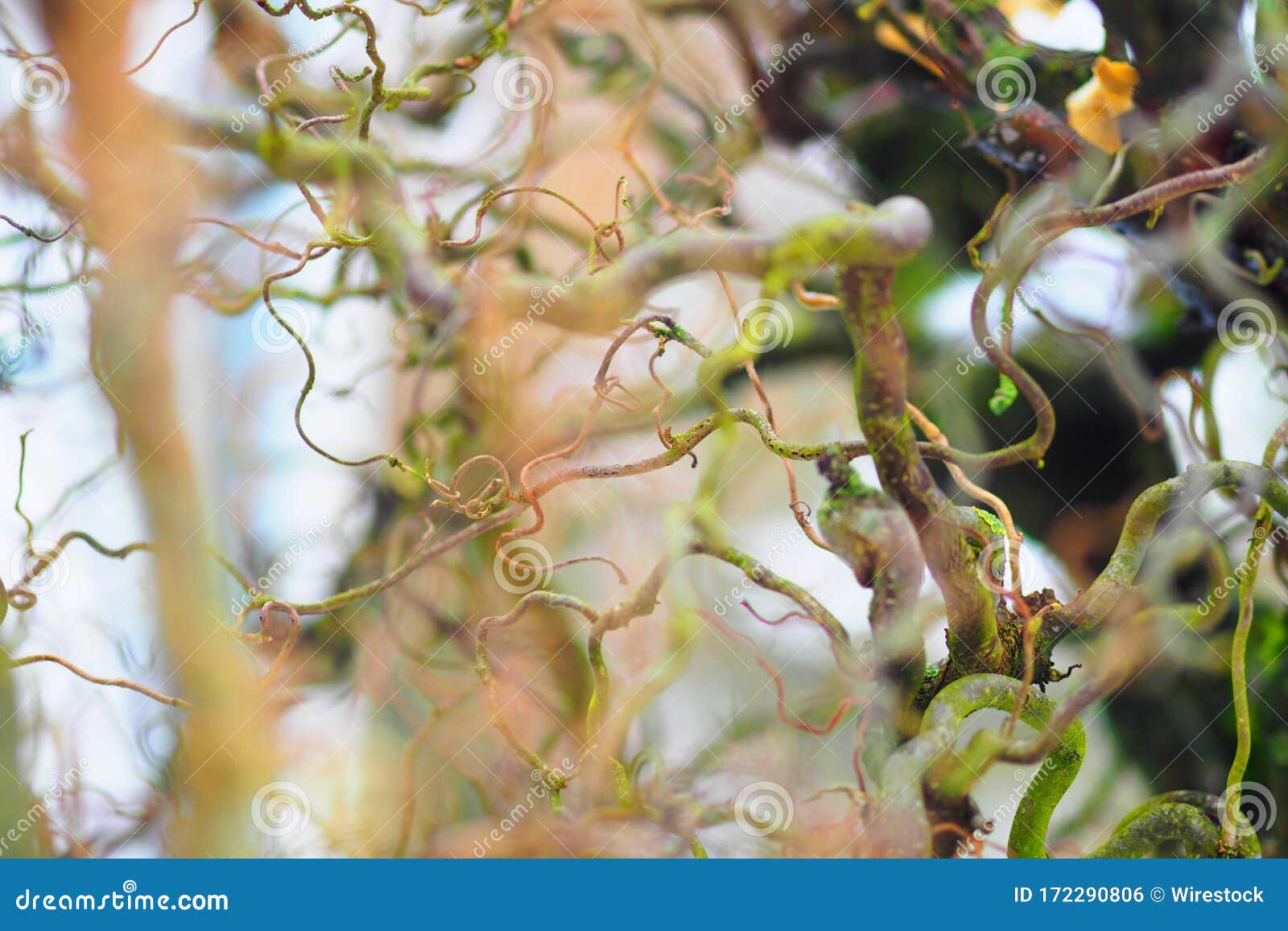Closeup Shot of the Twisted Branches of a Tree Stock Photo - Image of ...