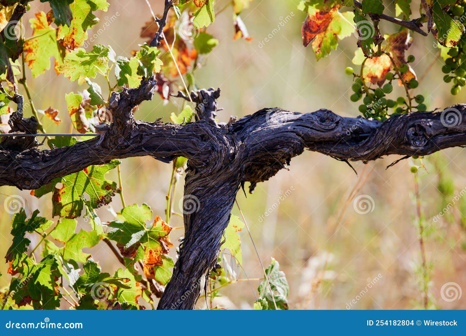 Closeup Shot of a Twisted Grapevine Tree Bark with Leaves on Its Sides ...