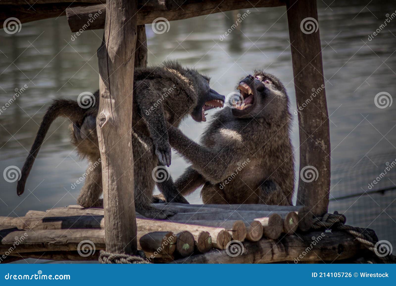 Closeup Shot of Two Baboons Fighting Stock Photo - Image of mammal ...
