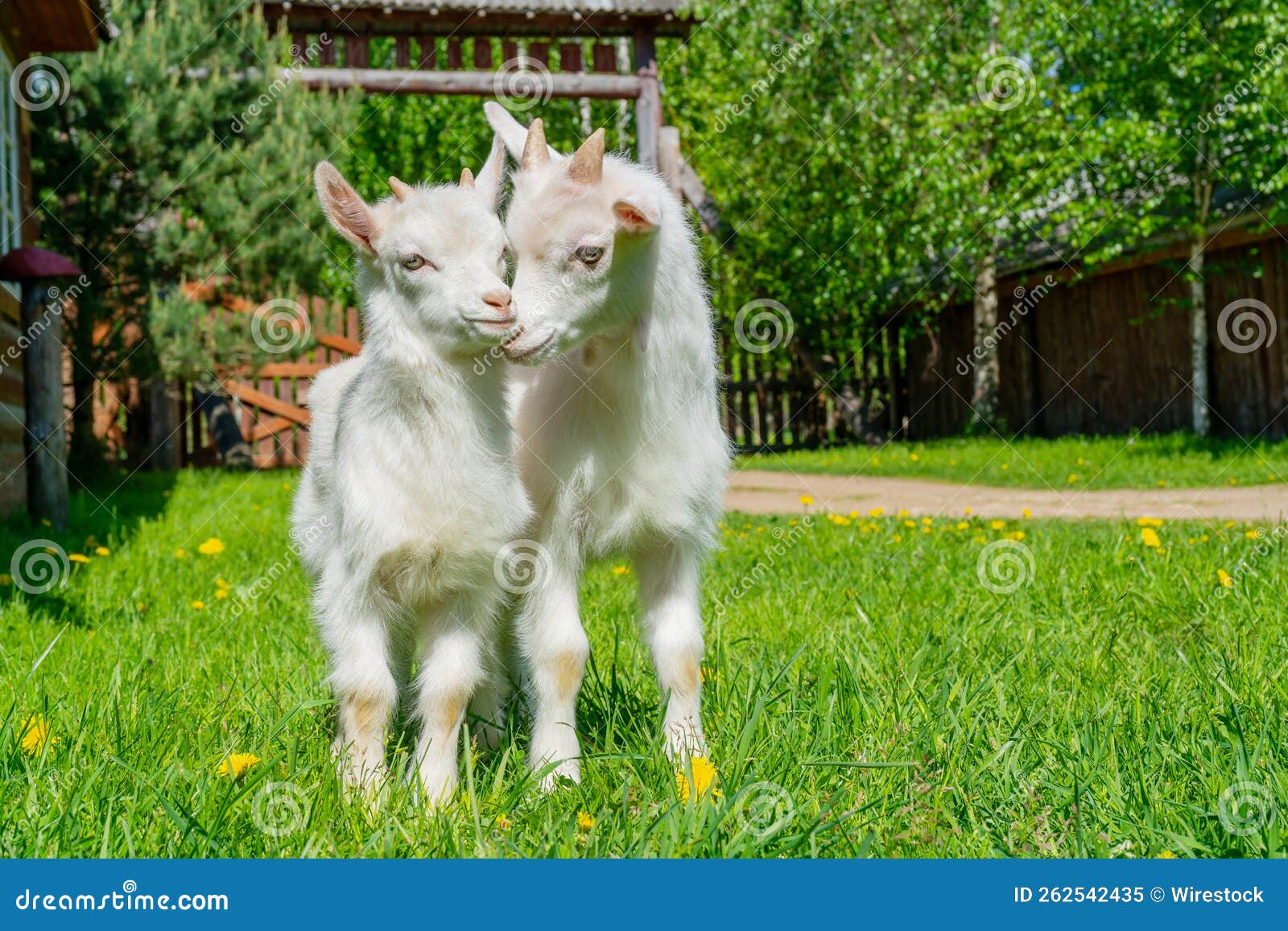 Closeup Shot of Two Baby Goats on a Meadow Stock Image - Image of ...