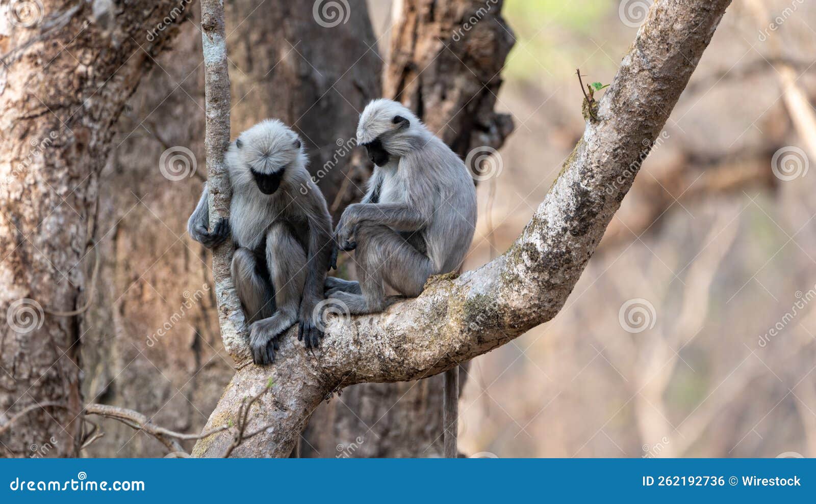 Closeup Shot of Two Cute Monkeys on a Tree Stock Photo - Image of ...