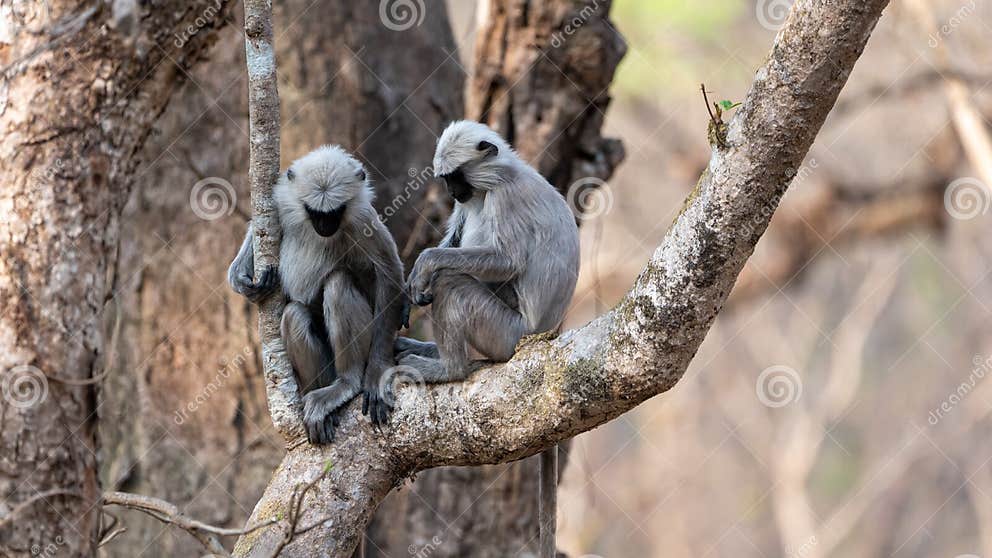 Closeup Shot of Two Cute Monkeys on a Tree Stock Photo - Image of ...