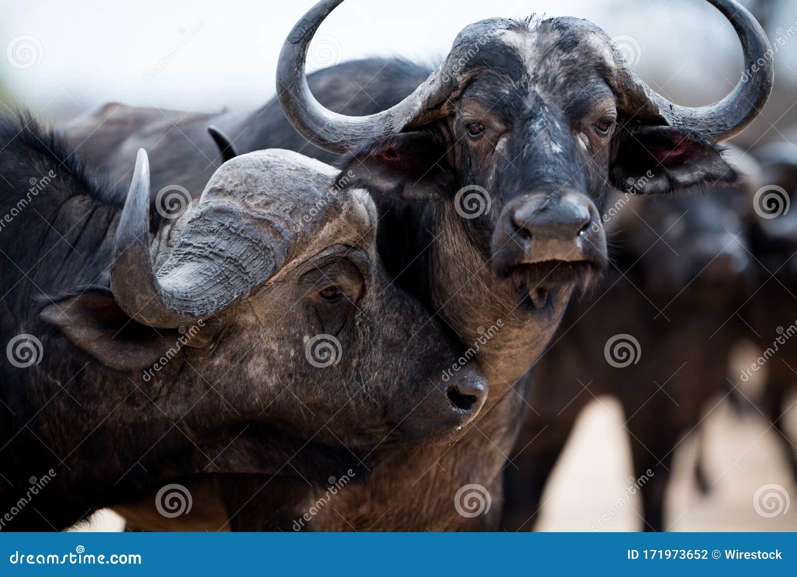 Closeup Shot of a Two Loving African Buffaloes Stock Photo - Image of ...