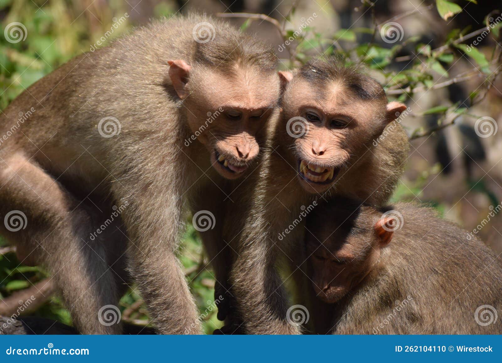Closeup Shot of Two Monkeys Stock Photo - Image of mammal, wildlife ...
