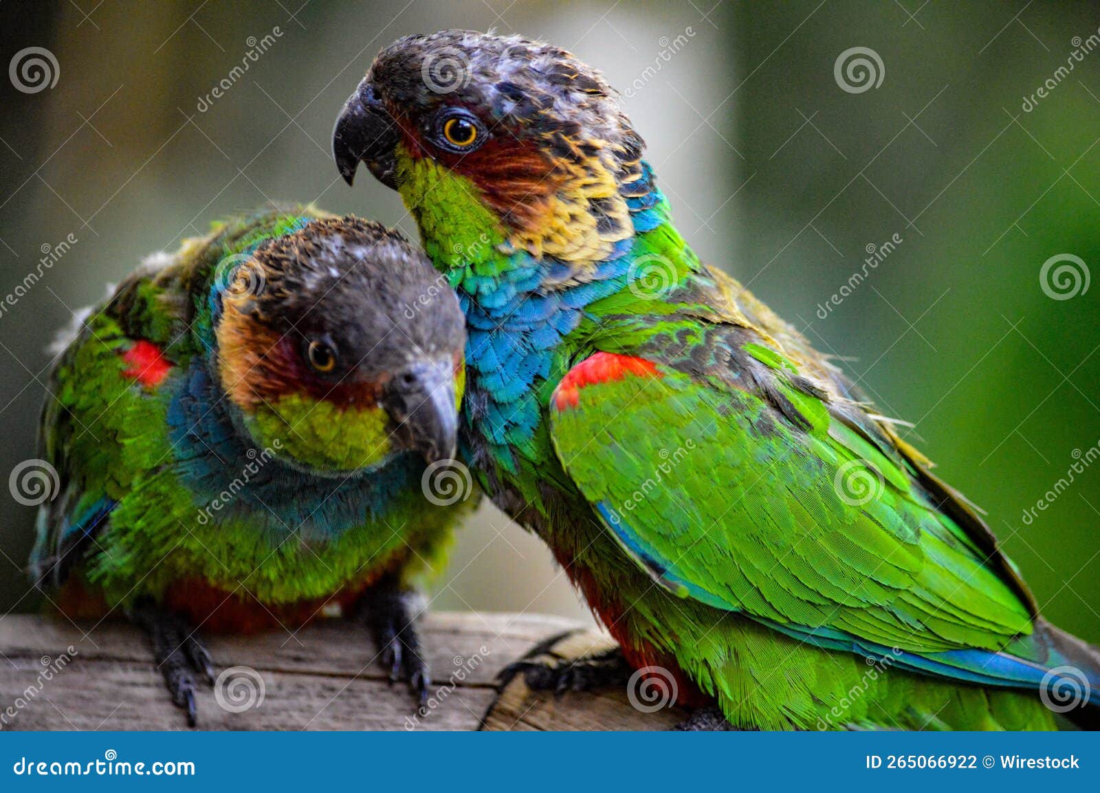 Closeup Shot of Two Ochre-marked Parakeets Stock Photo - Image of ...