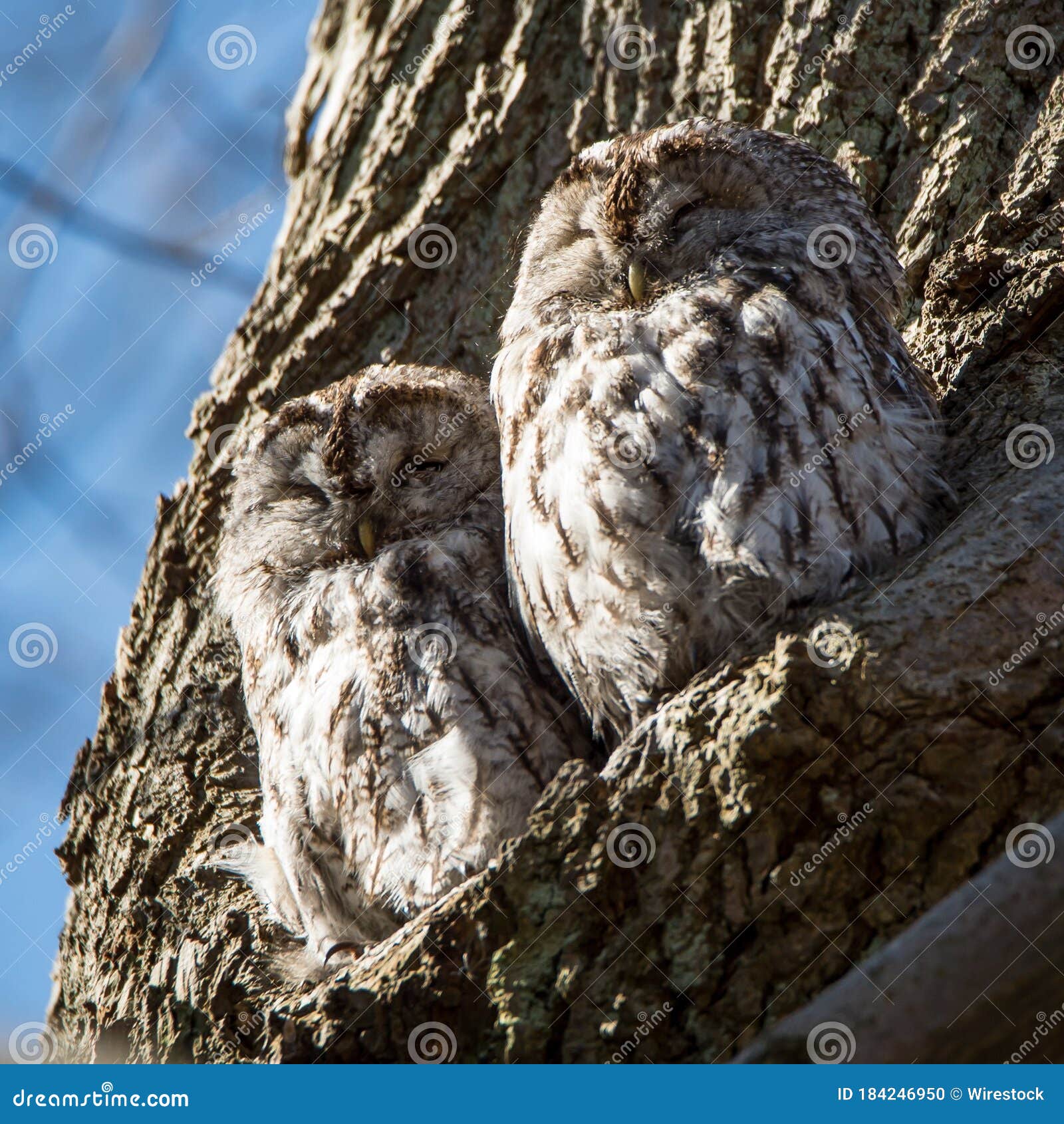 Closeup Shot of Two Western Screech Owls Perched on the Tree Stock ...