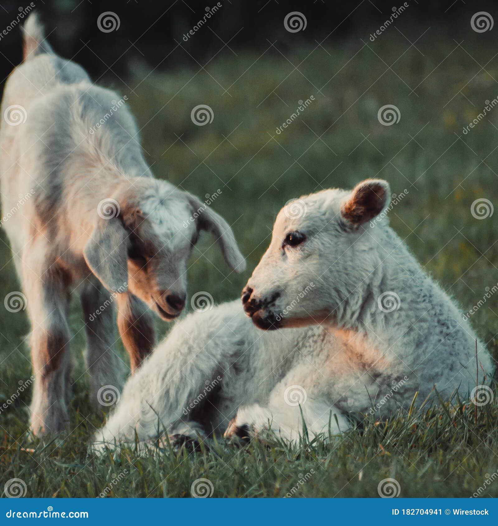 Closeup Shot of Two Young Sheep Behind Each Other Stock Image - Image ...