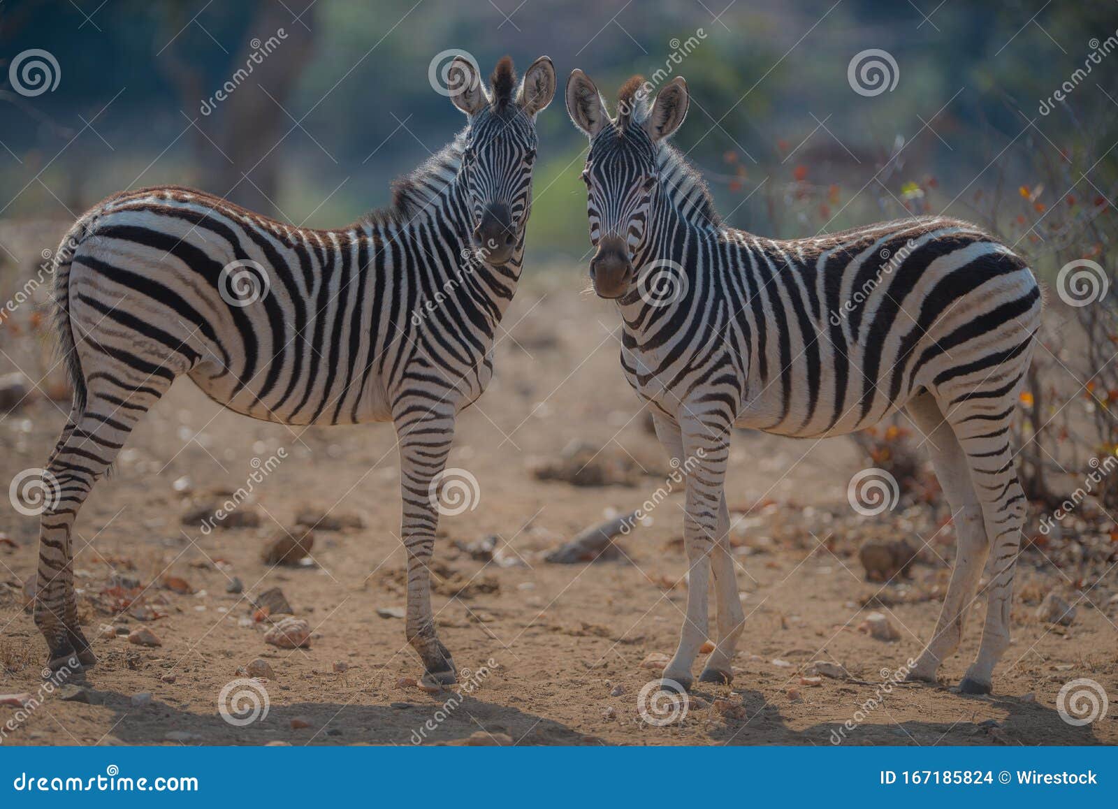 Closeup Shot of Two Zebras Looking at the Camera Stock Photo - Image of ...
