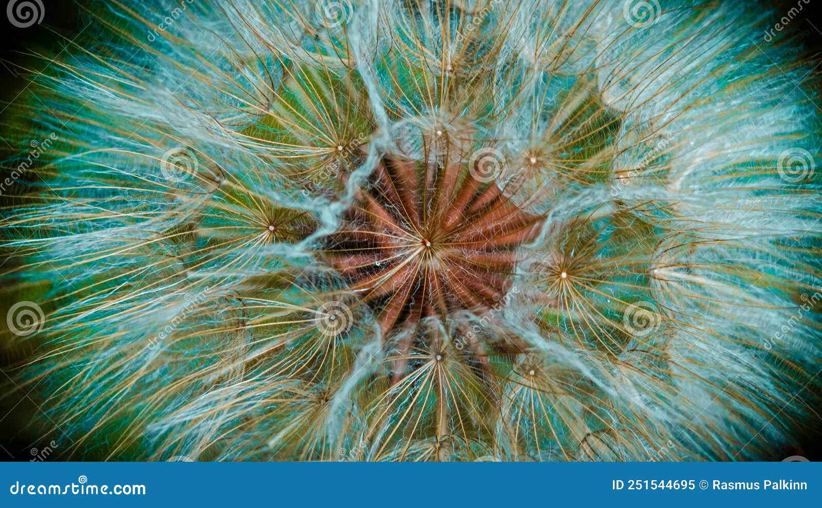 The Dandy Lioness stock image. Image of underwater, denmark - 251544695
