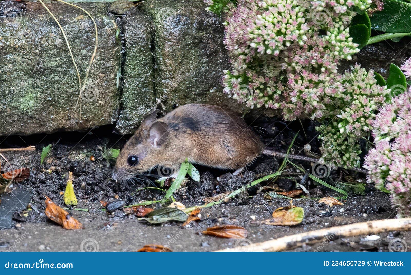 Closeup Shot of an Ural Field Mouse Crawling in a Garden Stock Image ...