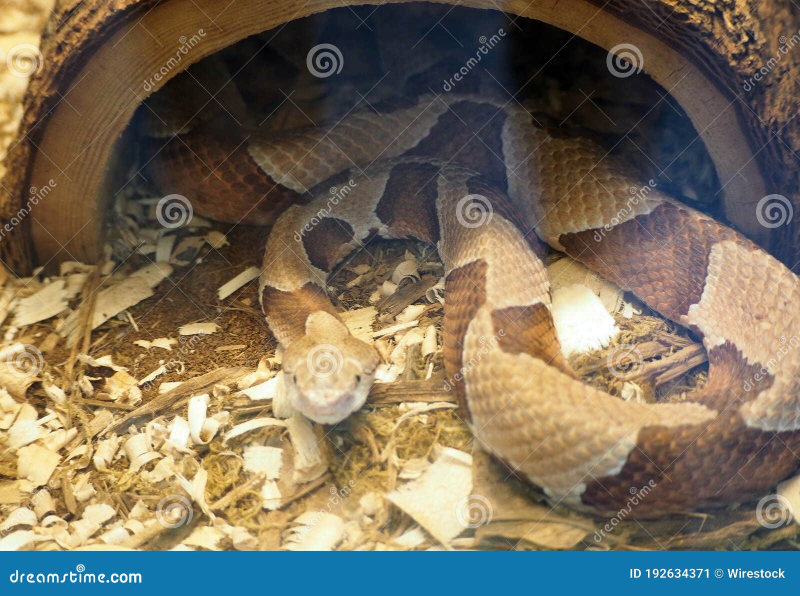 Closeup Shot of a Venomous Copperhead Snake at a Zoo Stock Image ...