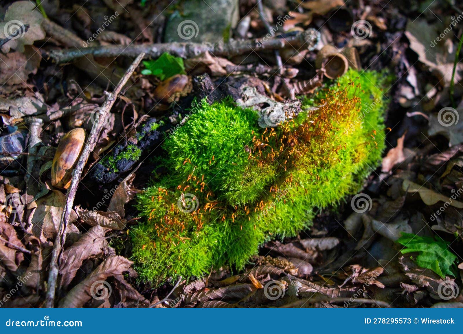 Closeup Shot of a Vibrant Batch of Green Moss with Brown Sprouts on a ...