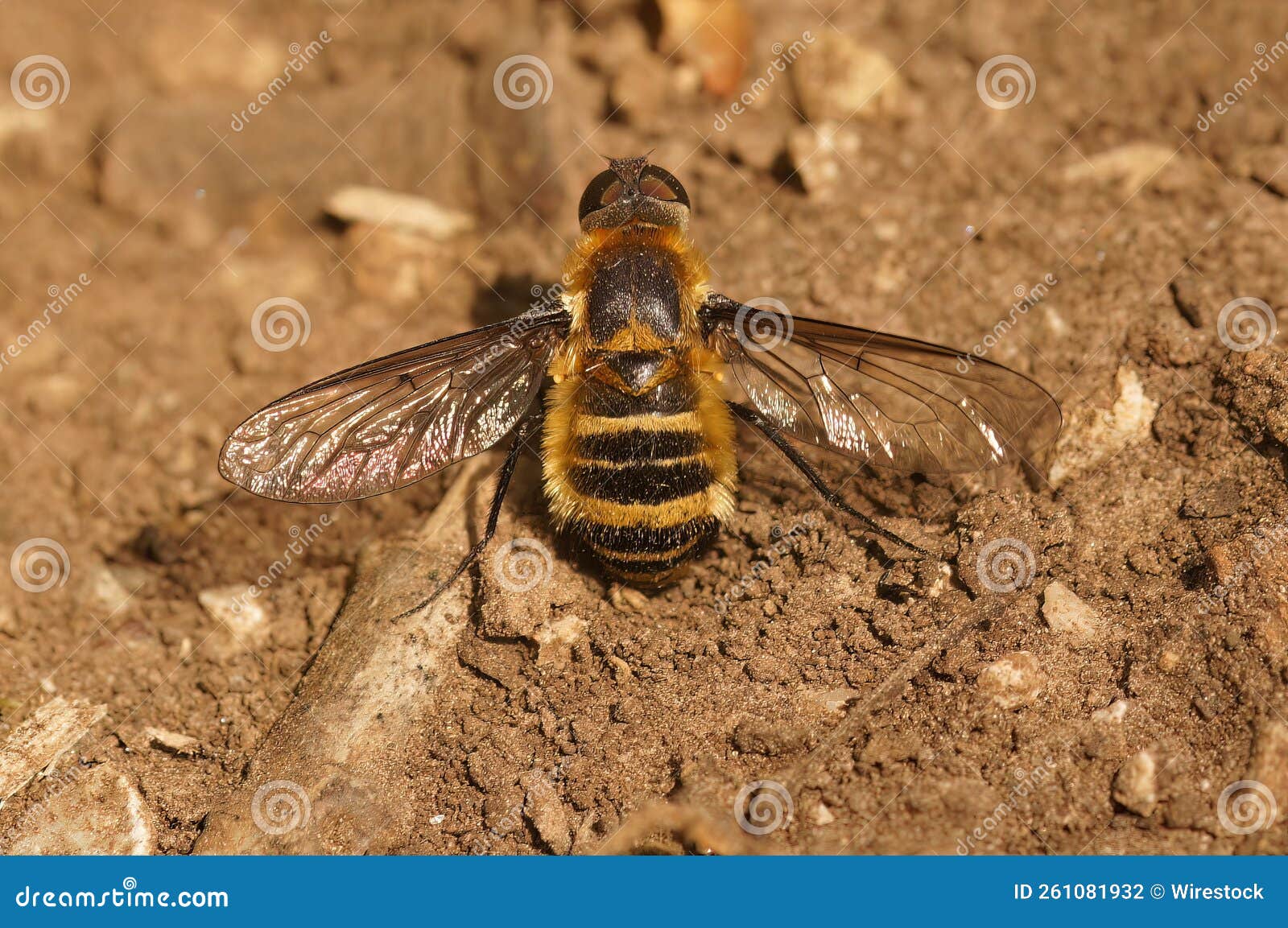 Closeup Shot of a Villa Cingulata Bee with Spread Wings Resting on the ...
