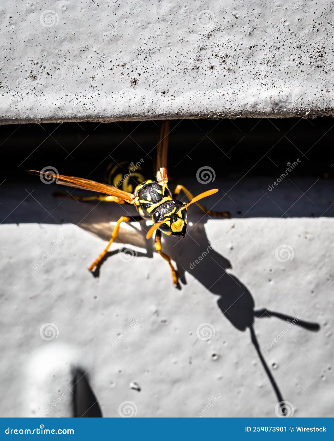 Closeup Shot of a Wasp Standing in the Shadow of a Cracked Wall in ...