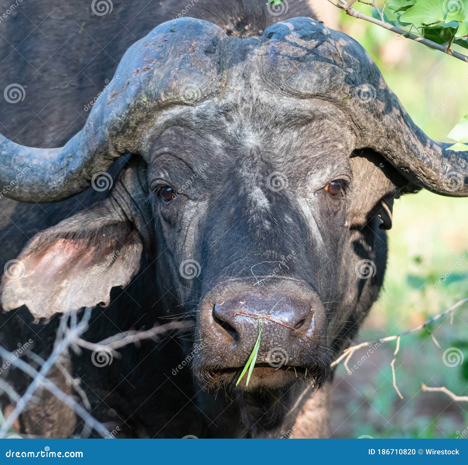 Closeup Shot of a Water Buffalo Eating Grass Under Sunlight Stock Photo ...