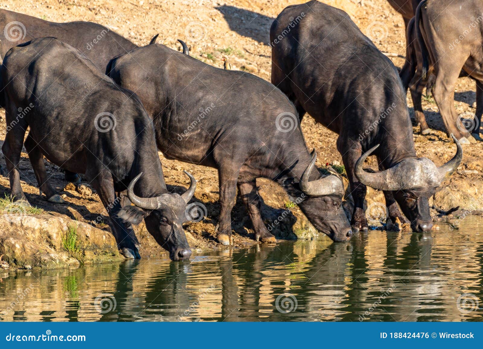 Closeup Shot of Water Buffalos Drinking Water from the Lake Under the ...
